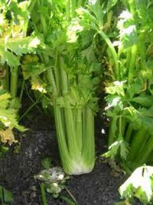 Celery Tall Utah Apium graveolens | the-clayton-farm