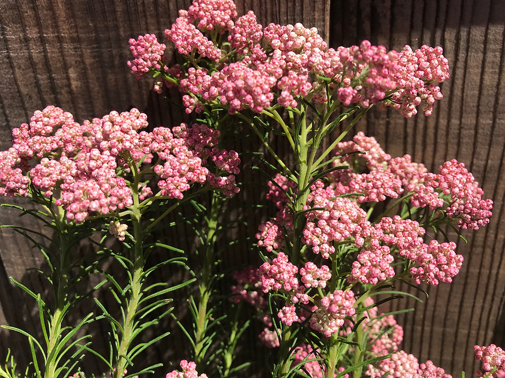 Dark Pink Rice Flower Ozothamnus diosmifolius | the-clayton-farm