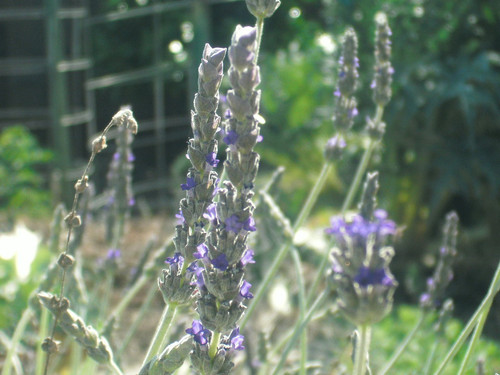 Goodwin Creek Gray Lavender Seeds | the-clayton-farm