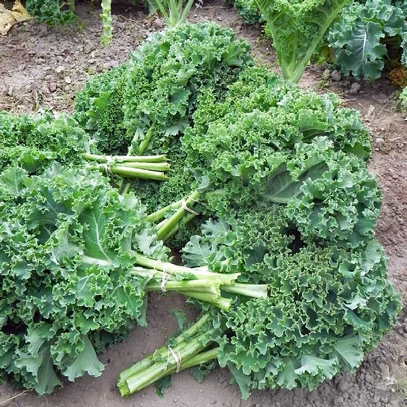 Kale Dwarf Blue Curled | the-clayton-farm