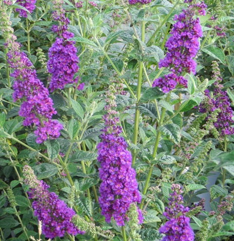 Buddleia, Butterfly Bush Miss Violet Starter Plant | the-clayton-farm