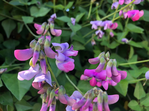 Cape Sweet Pea Dipogon lignosus Seeds | the-clayton-farm