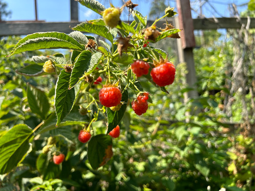 Everbearing Crimson Night Red Raspberry | the-clayton-farm