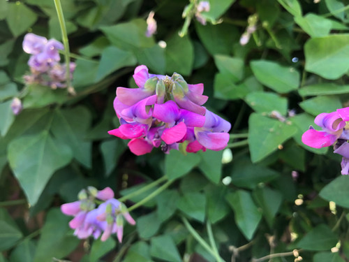 10 Bare Root of Cape Sweet Pea Dipogon lignosus Starter Plant | the ...