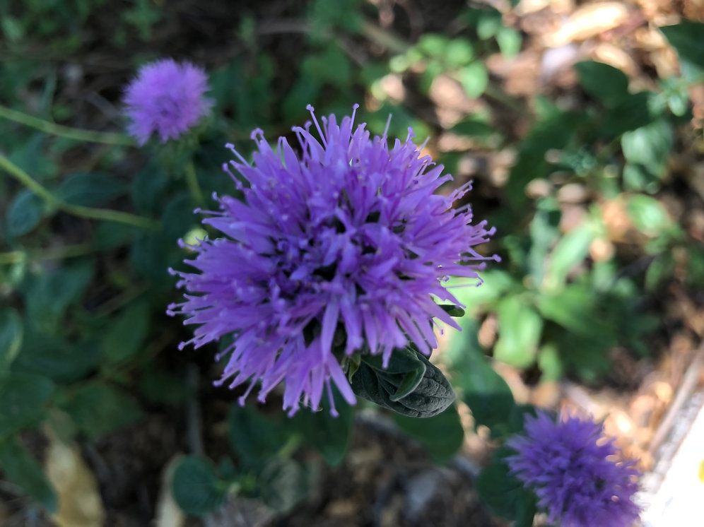 Gilia Capitata Blue Thimble Flower | the-clayton-farm
