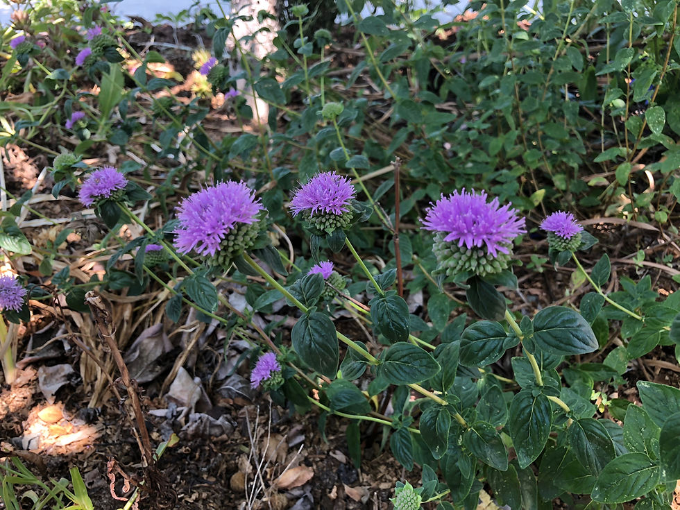 Monardella villosa 'Russian River' Seeds | the-clayton-farm