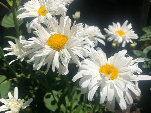 Crazy Daisy Shasta Daisy Starter Plant | the-clayton-farm