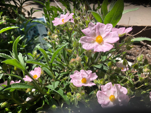 Grayswood Pink Rock Rose Cistus Starter Plant | the-clayton-farm