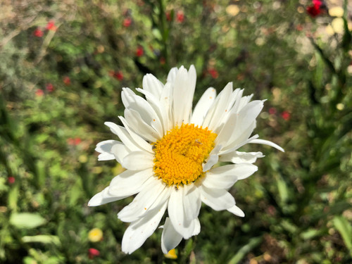 Shasta Daisy Snow Lady Starter Plant | the-clayton-farm