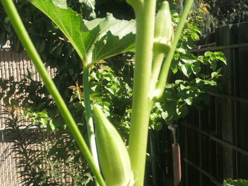 Okra Arkansas Giant | the-clayton-farm