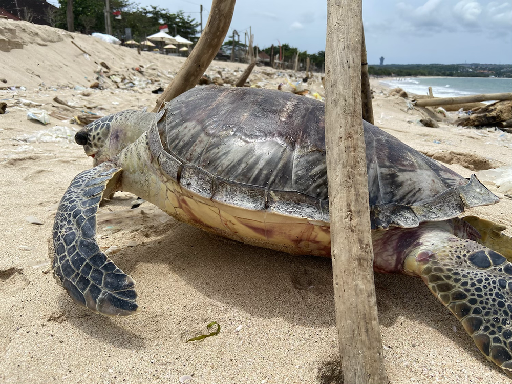 Stranded turtle in Kedongonan