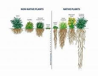 How to Water Native Plants
