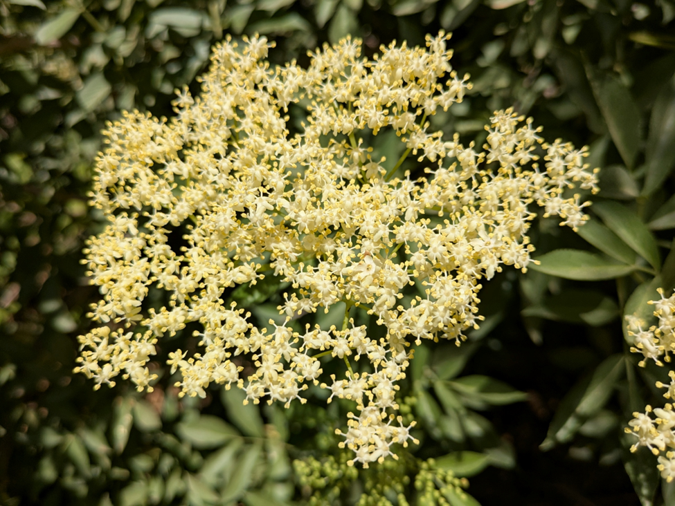 Elderberries and Elder Trees