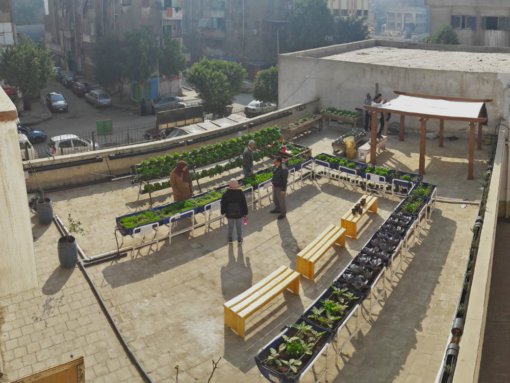 Sustainability Case Study: Cairo's Green Roofs