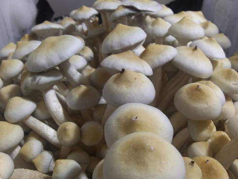 Leucistic Golden Teacher - Isolated | The Shaded Spore