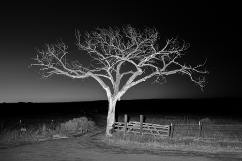 Clif Wright:Taos Welcome Tree, New Mexico, 2021 | BluePhoto Collective