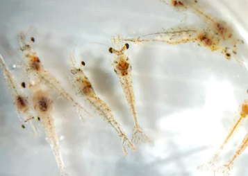 4 Karakteristik Benur Udang Sehat & Berkualitas