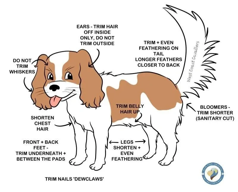 How Should a Cavalier be Groomed?