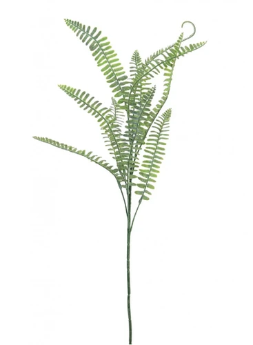 Long Fern | My Site