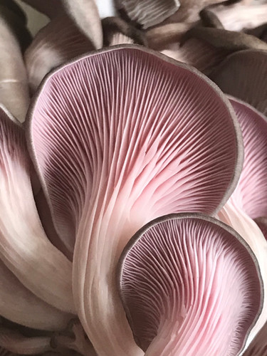 Fungiculture- Mushroom Cultivation Guide, vol.1 | Mycobee Mushrooms