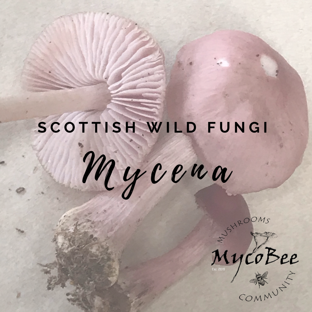 Mycena | Mycobee Mushrooms
