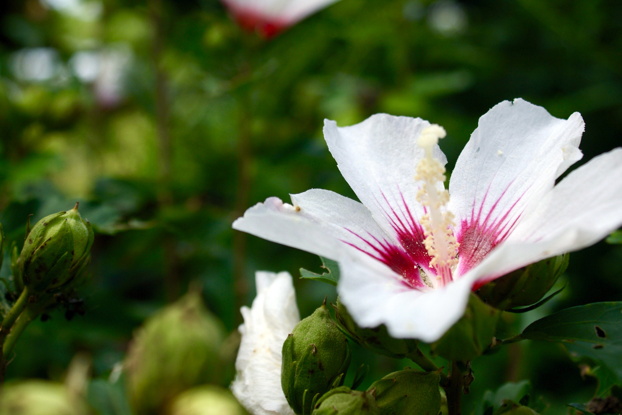 Great Tree Zen Women's Temple | NORTH CAROLINA