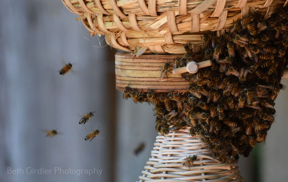 The Sun Hive - A Functional Work of Art
