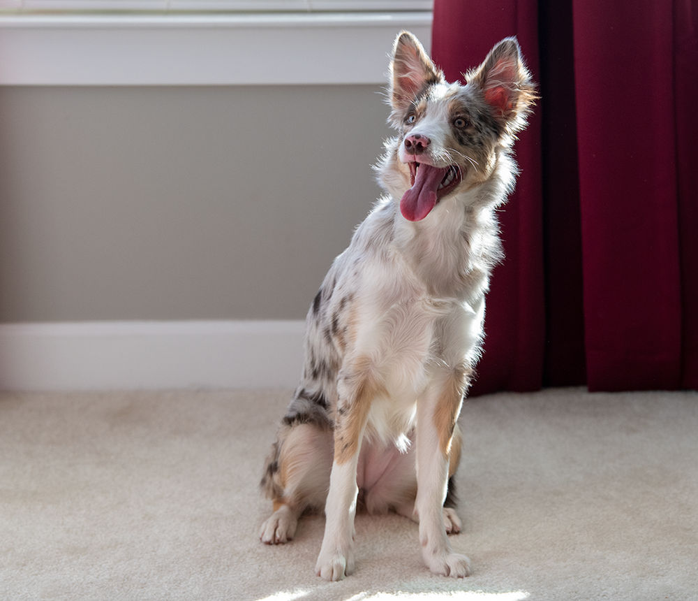 6 month red merle update | gcrbordercollies