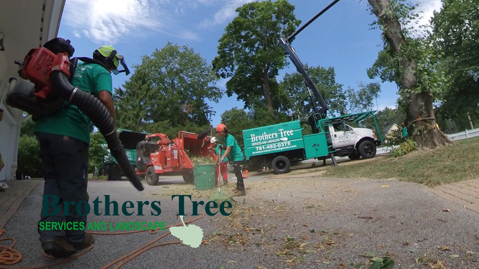 Photos Gallery | Brothers Tree Services & Landscaping