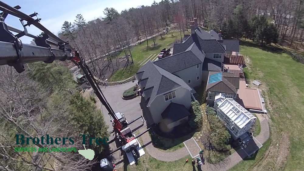 At Brothers Tree Services & Landscaping we can remove trees from anywhere.