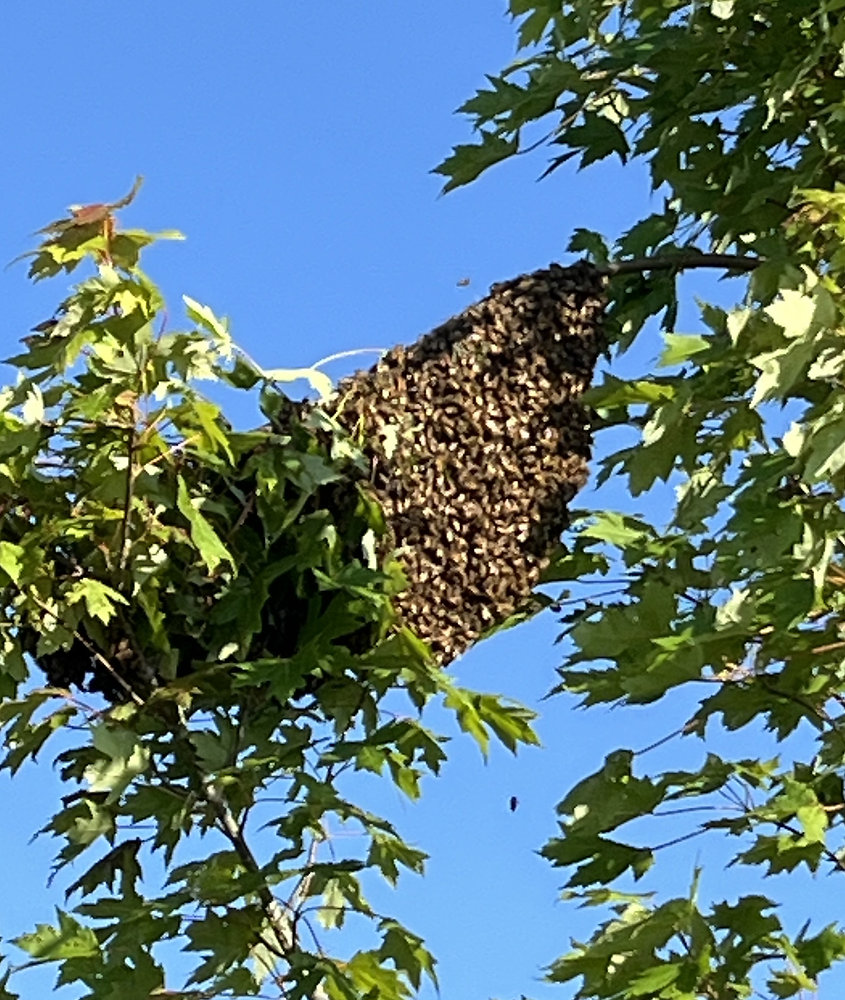 Bee Swarm!
