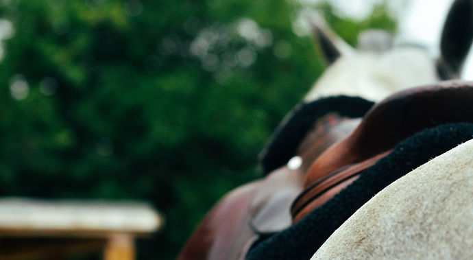 Professional Horse Sales | LS Sporthorses | Northiam