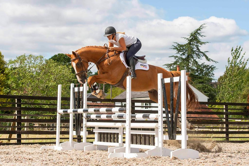 Professional Horse Sales | LS Sporthorses | Northiam