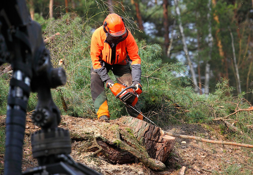 Essential Guide to Safe Tree Removal Services