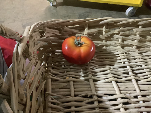 [F0033]Tomato | Prop Co-Op