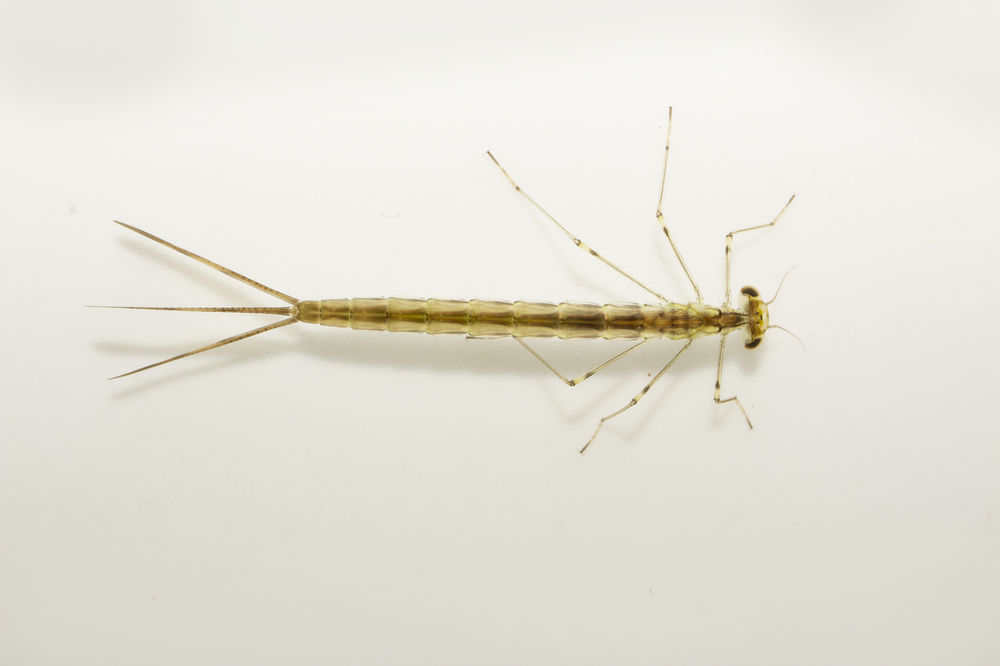 Ezemvelo Nature Reserve - South Africa