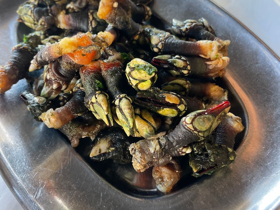 Percebes: O Segredo do Mar Português que Você Precisa Conhecer