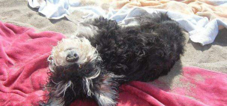 About | Tippy Tails Pet Care About | Tippy Tails Pet Care