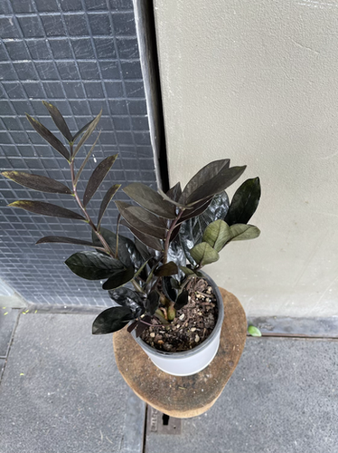 BLACK ZANZIBAR GEM ZAMIOCULCAS RAVEN JUNGLE WARRIOR | Flower Forum
