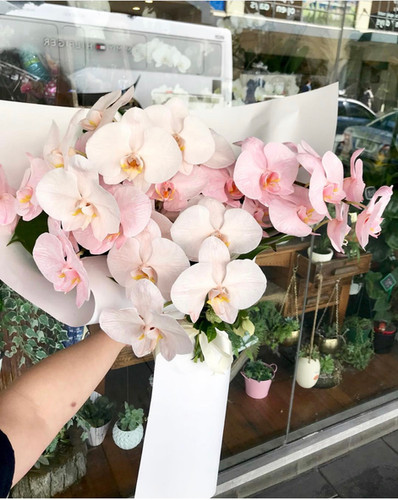 Phally love 💕 (Image in extra large size 6 stems - $320.95) | Flower Forum