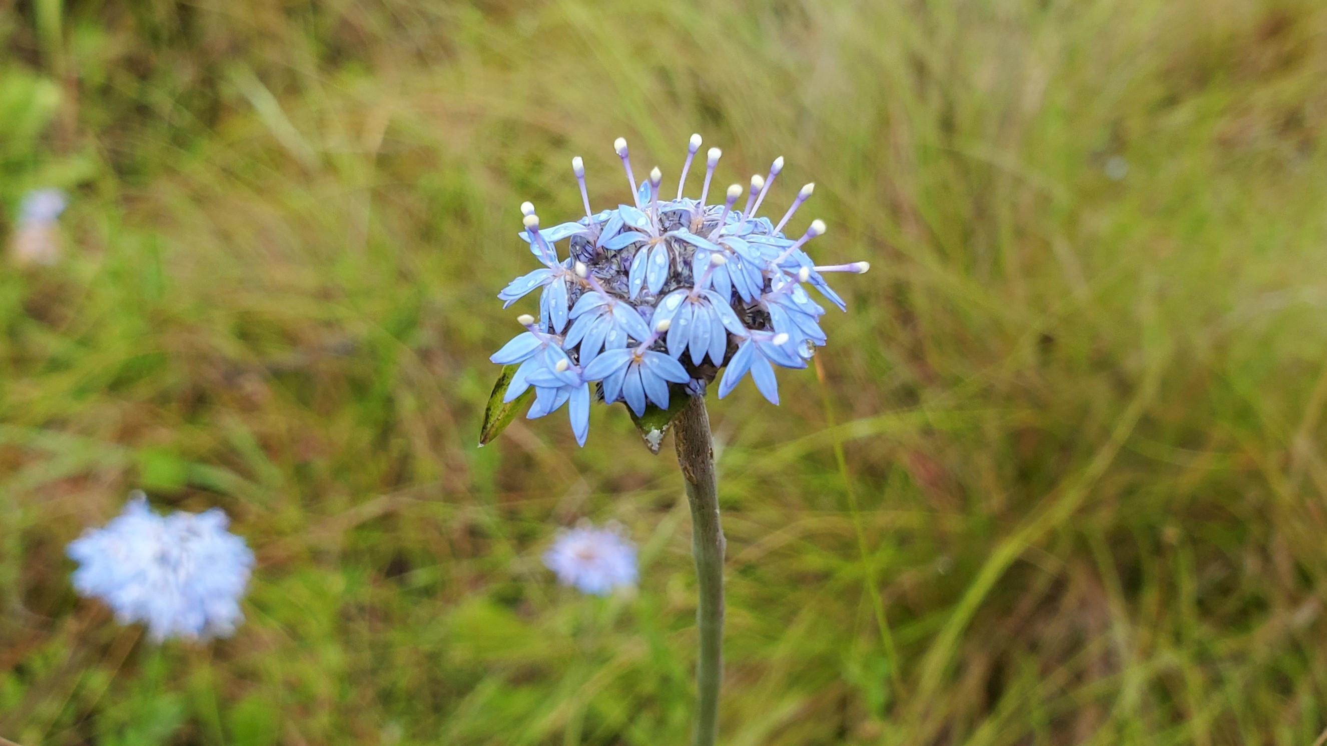 Locally Common, and Remarkable