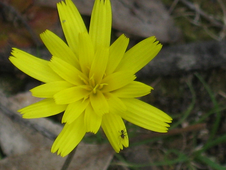 Murnong in Barmm Birrm