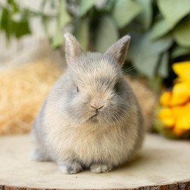 dwarf rabbit belfast