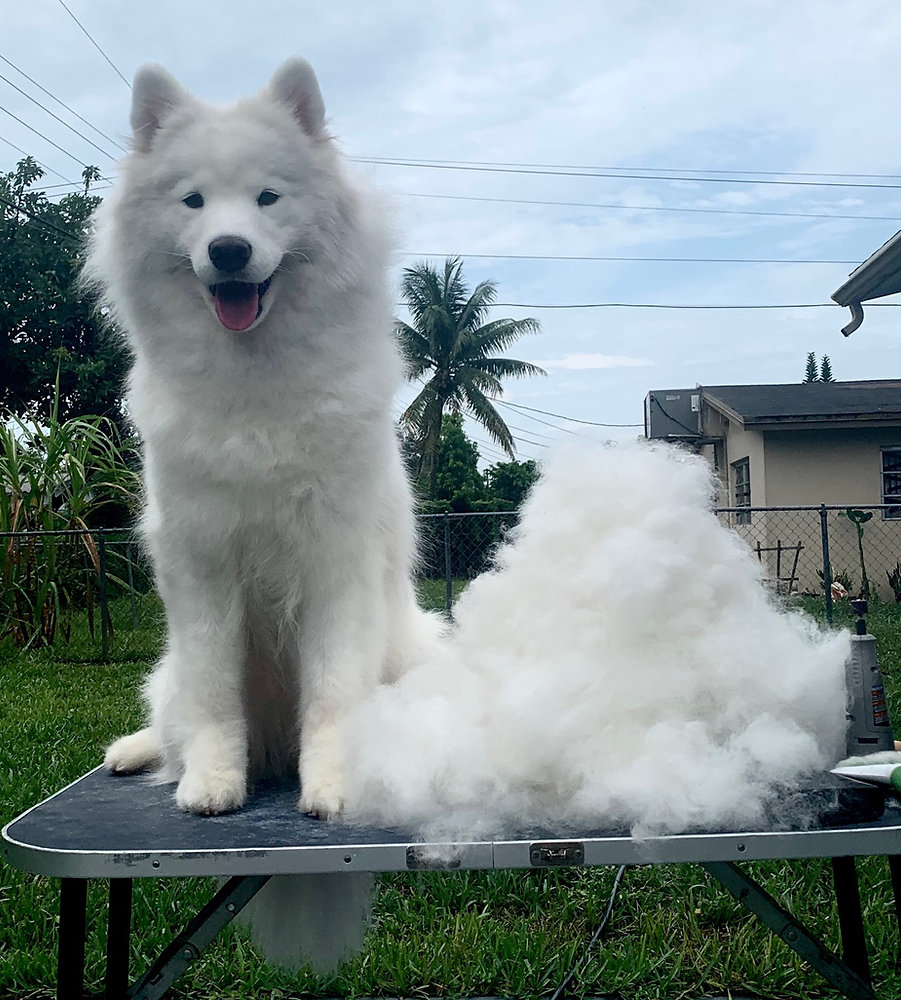 Grooming and Coat Conditioning for Show Samoyeds
