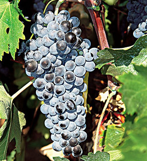 Greek grapes varieties | CMK-IT Selections