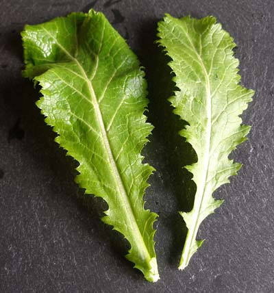 Tsunga Mustard | hawaiiseedgrowers