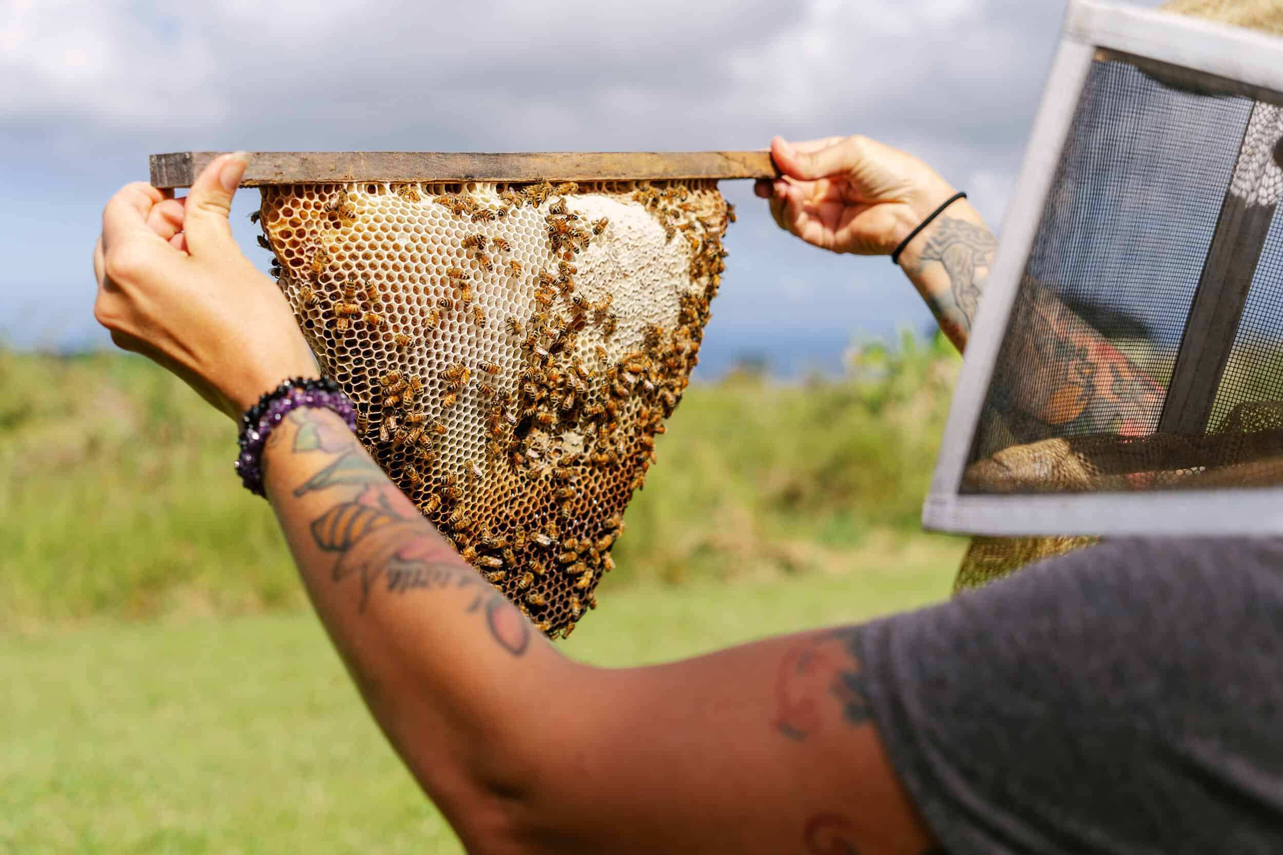 Rebels' Roost Apiary