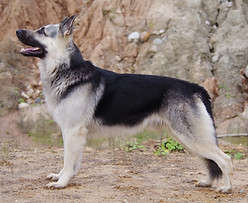 how to color a german shepherd