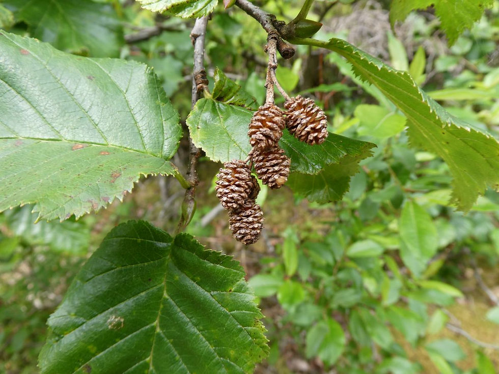 Juneau, Alaska | Barefoot Beachcombing