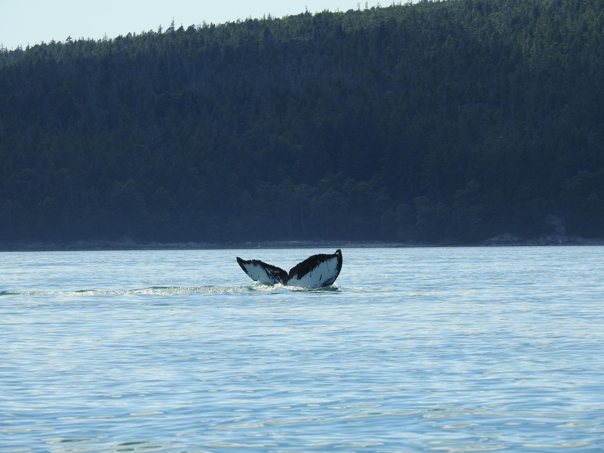 Juneau, Alaska | Barefoot Beachcombing